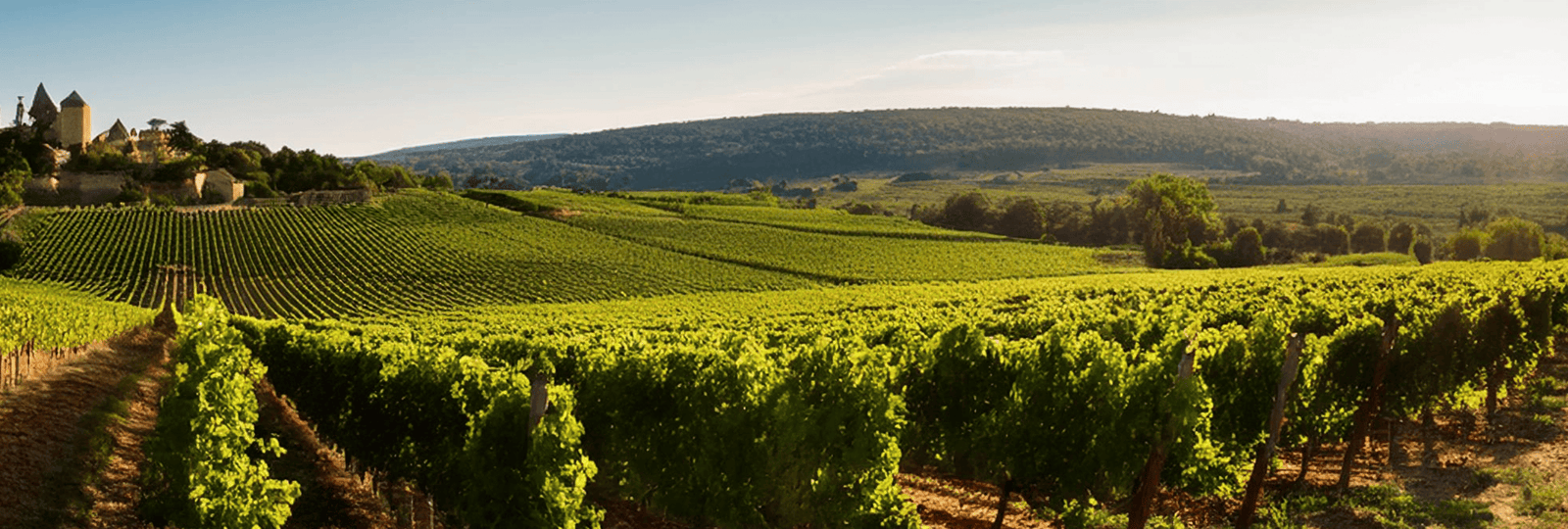Sip, Savor, and Celebrate: Discover our exclusive wines from Chateau ...